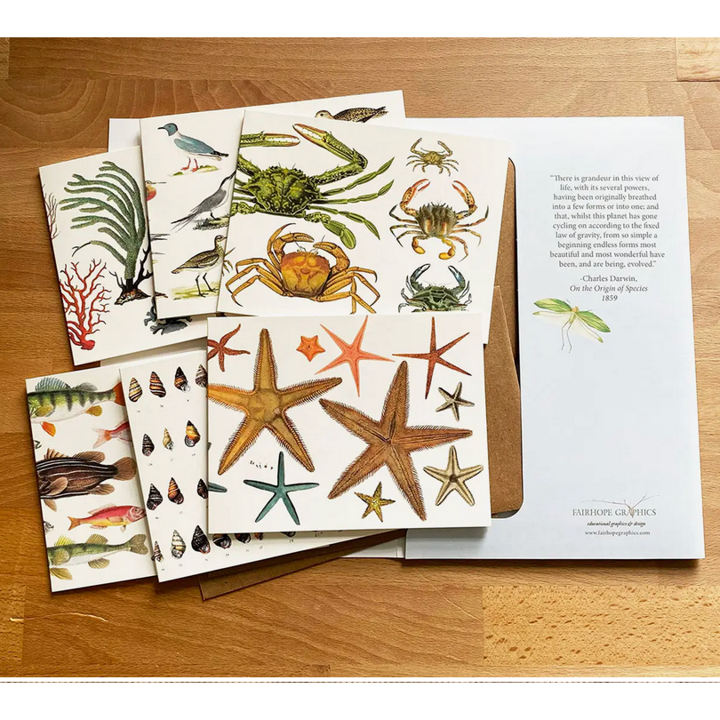 Fairhope Graphics ~ Shoreline Card Pack – Hobby House Needleworks